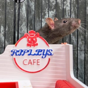 Personalized Rat Diner | Cute Rat Food Bowl Diner | Small Animal Cage ...