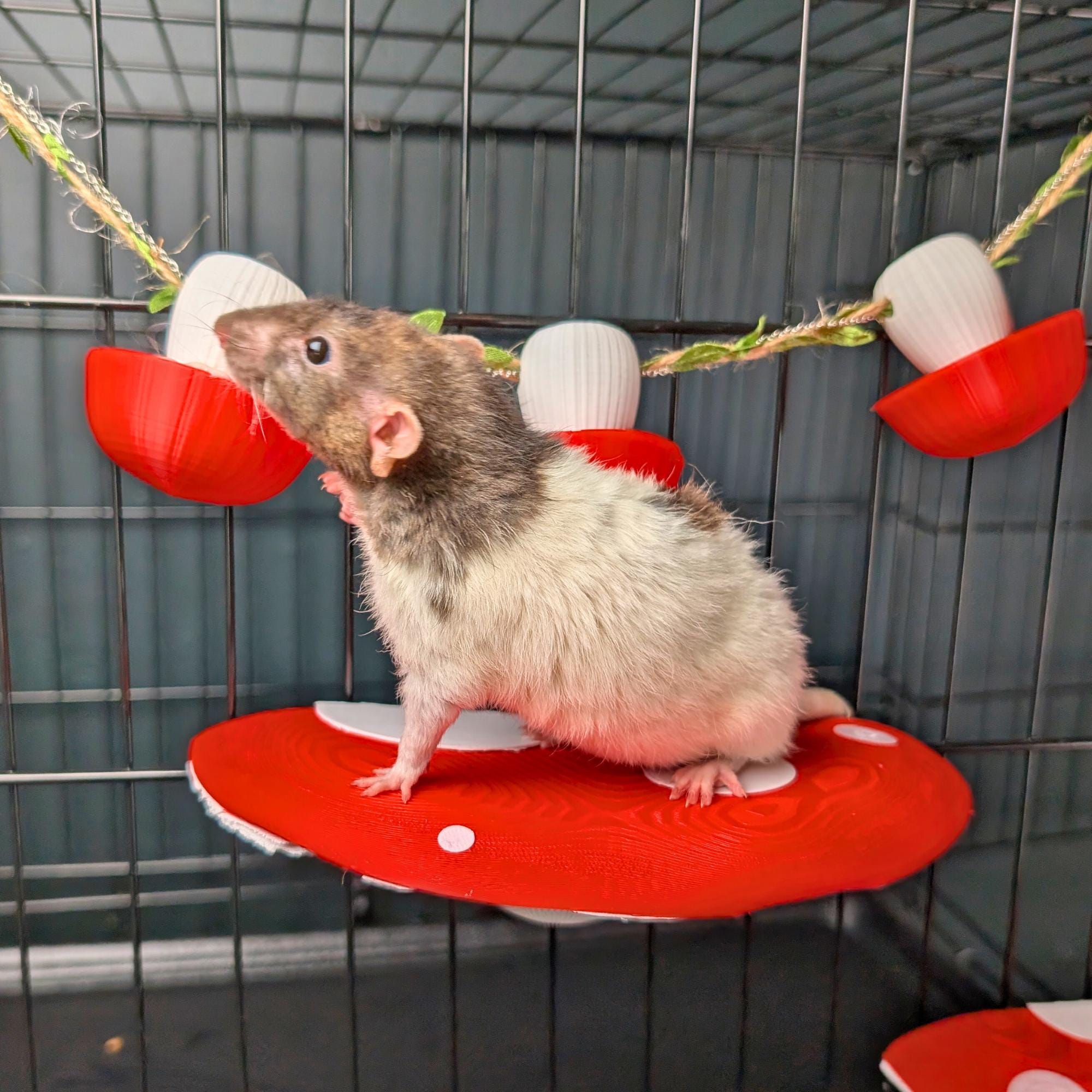 Fairy Mushroom Rat Cage Kit, Rat Hide Shelves and Foraging Cups - Etsy