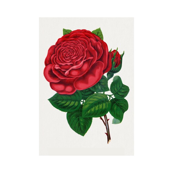 Red American Beauty Rose