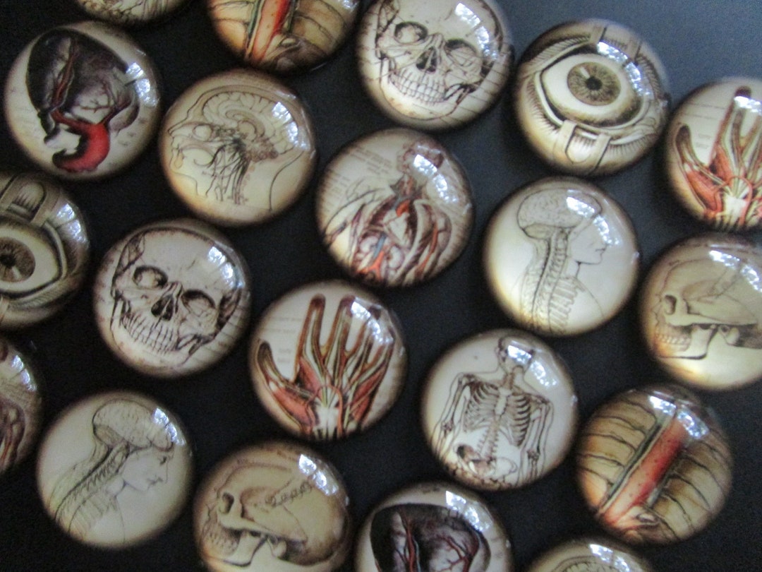 Anatomy Magnets, 6 to 12 Strong Fridge Magnets, 1" Round Glass ...