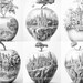 50 Miniworld in an Apple and Other Miniature Worlds Grayscale Coloring ...