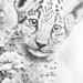 40 Cute Baby Animals Grayscale Coloring Pages | Printable Adult ...