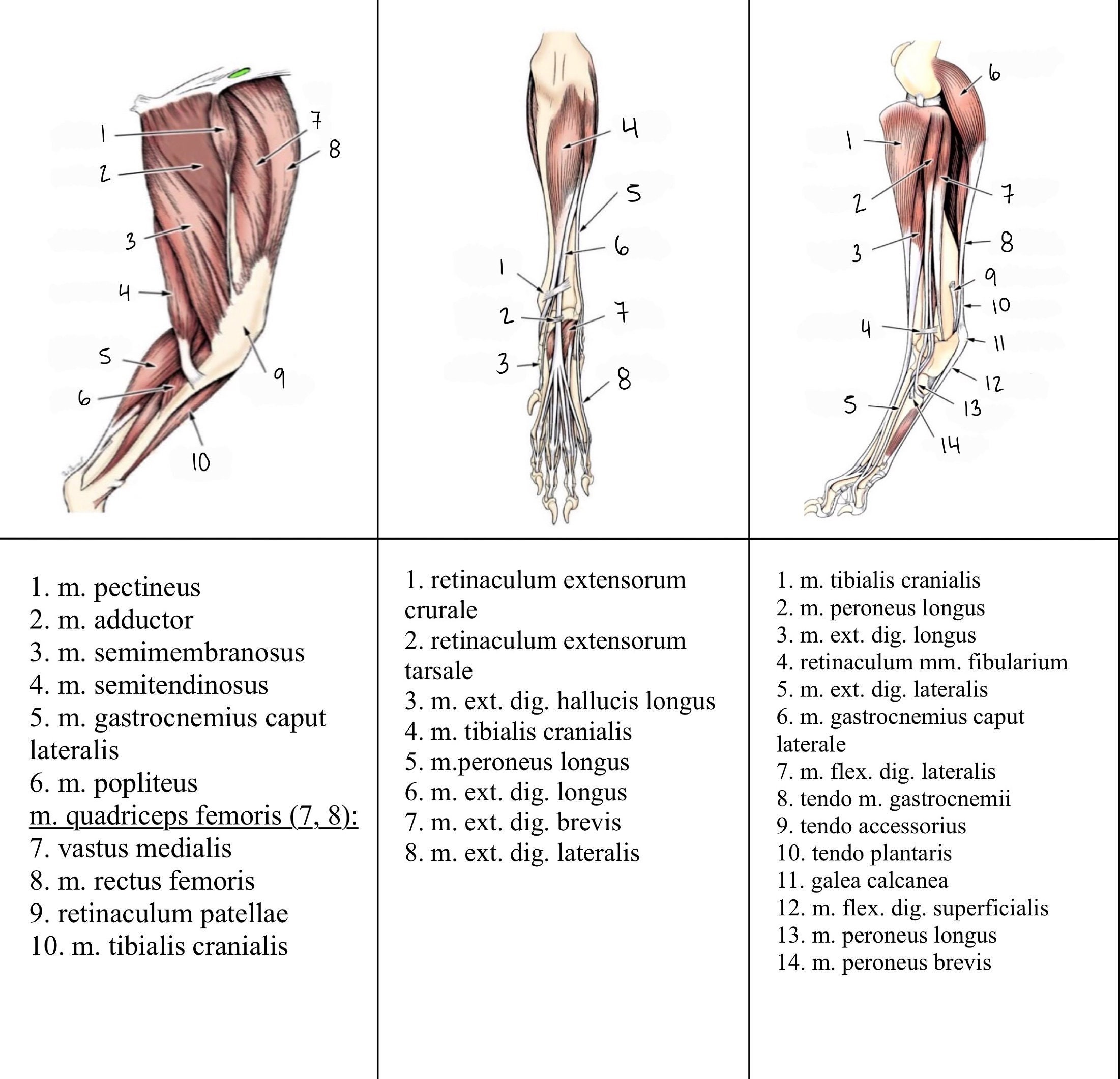 Anatomy Flashcards; Muscles of the Dog | Printable Veterinary ...