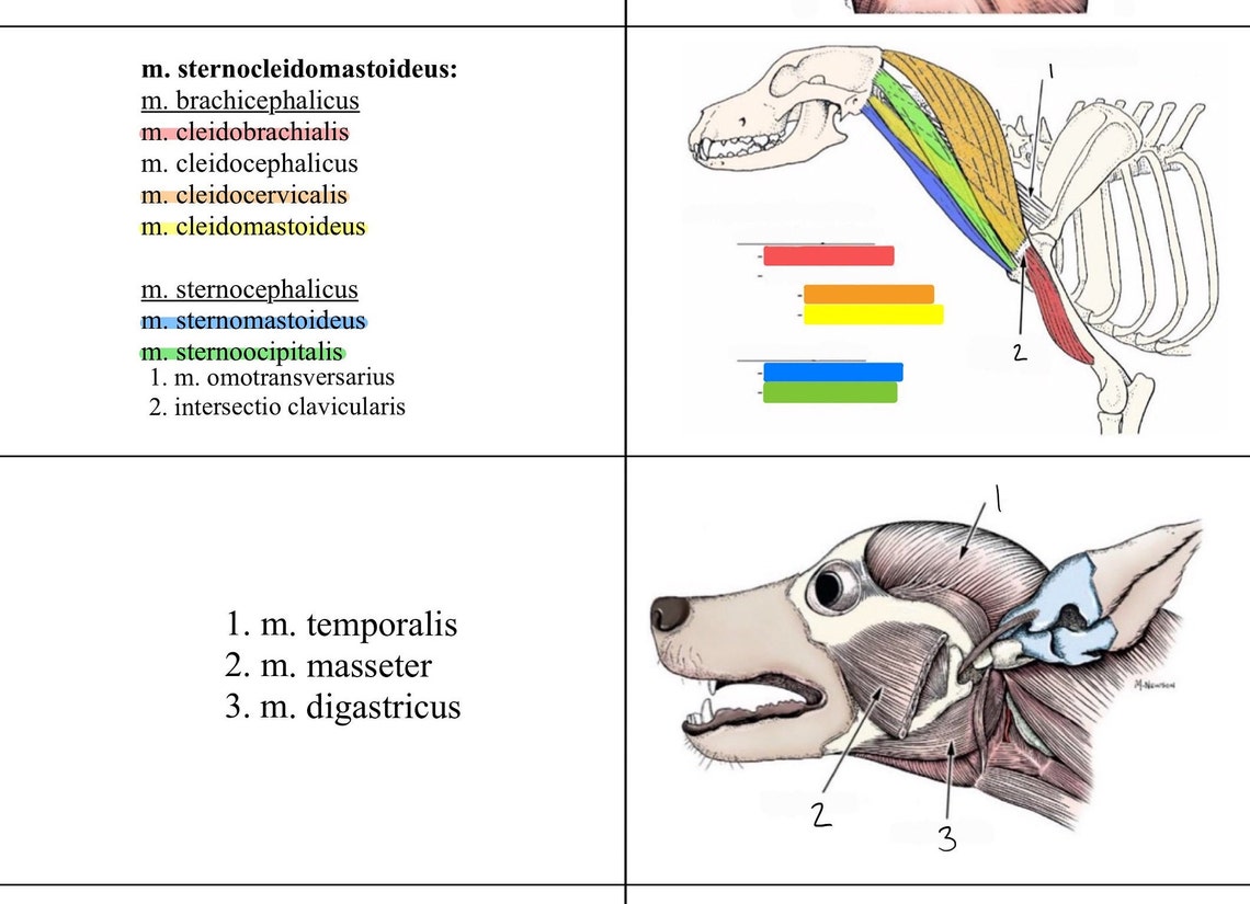 Anatomy Flashcards Muscles of the Dog Printable Veterinary Flashcards ...