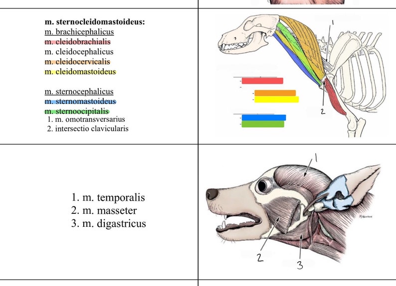 Anatomy Flashcards; Muscles of the Dog | Printable Veterinary ...