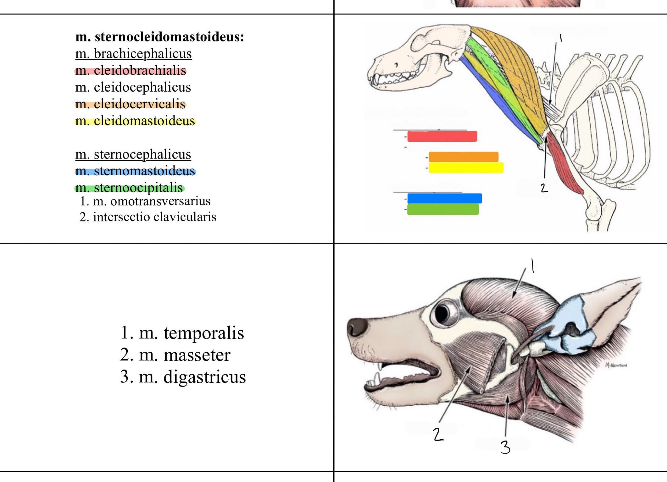 Anatomy Flashcards; Muscles of the Dog | Printable Veterinary ...