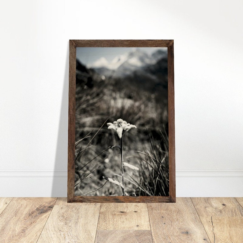 Edelweiss Wall Art - Etsy