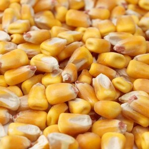 Whole Kernel Corn for Animals, Birds, Squirrels, and Wildlife. - Etsy