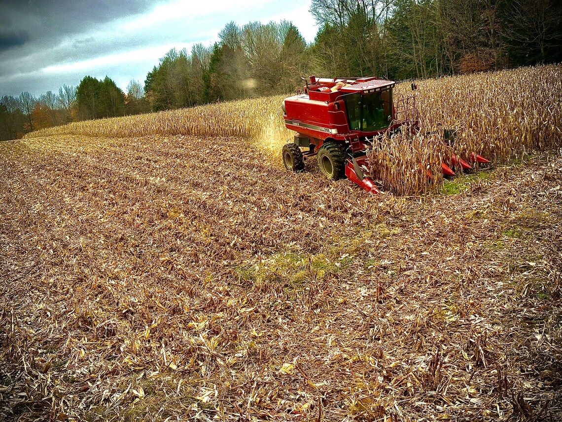 Whole Kernel Corn for Animals, Birds, Squirrels, and Wildlife. - Etsy