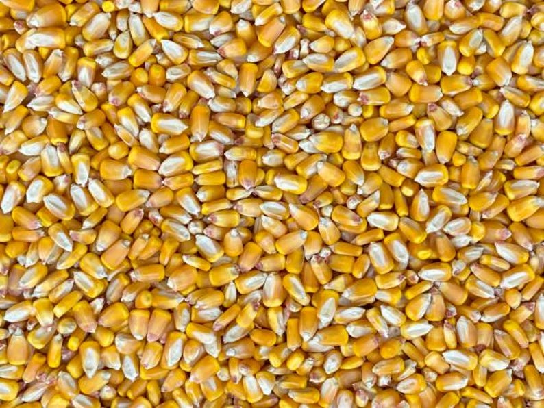 Whole Kernel Corn for Animals, Birds, Squirrels, and Wildlife. - Etsy