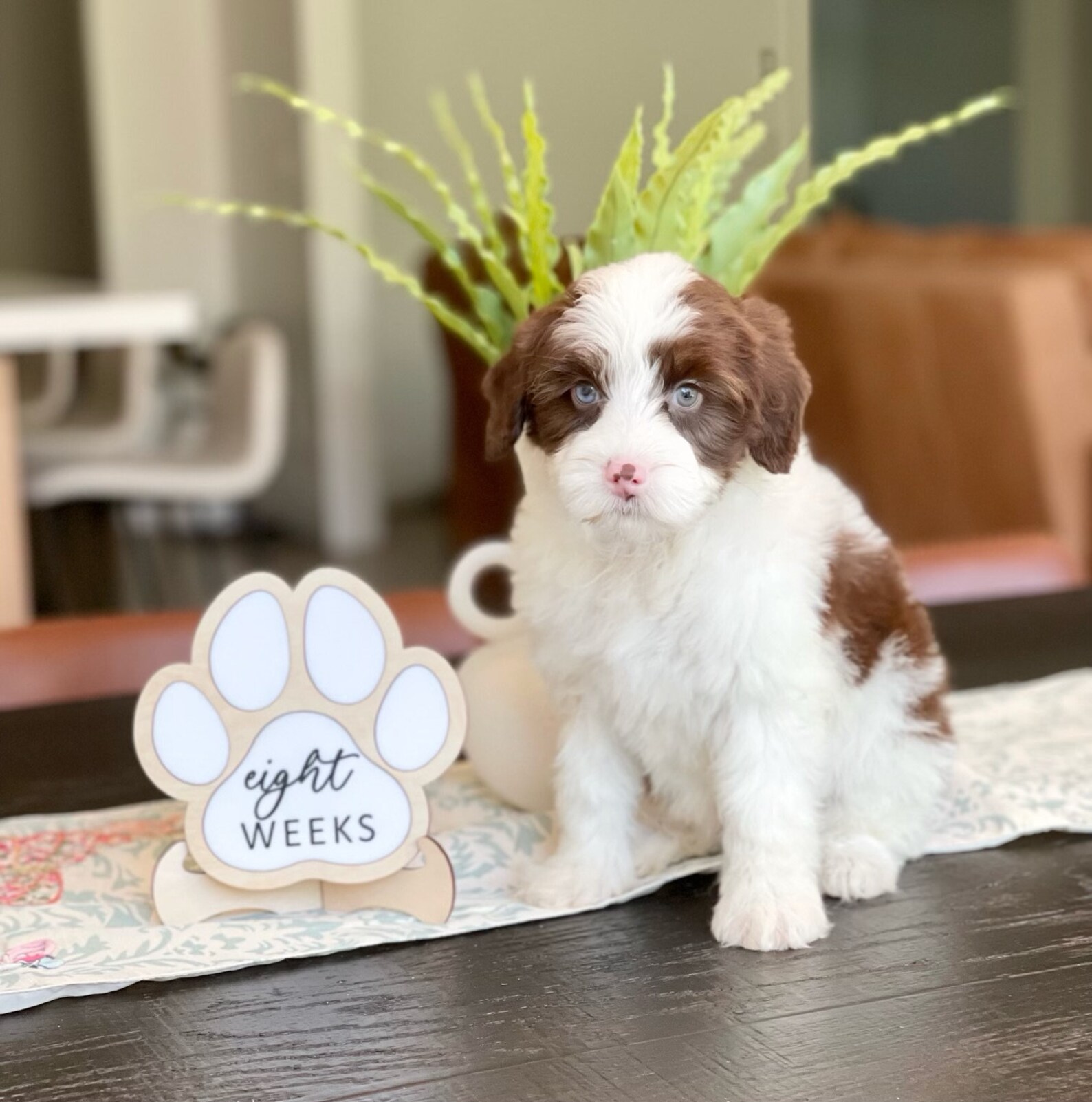 Breeder Puppy Milestone Photo Prop Weekly Puppy Milestones for Breeder ...