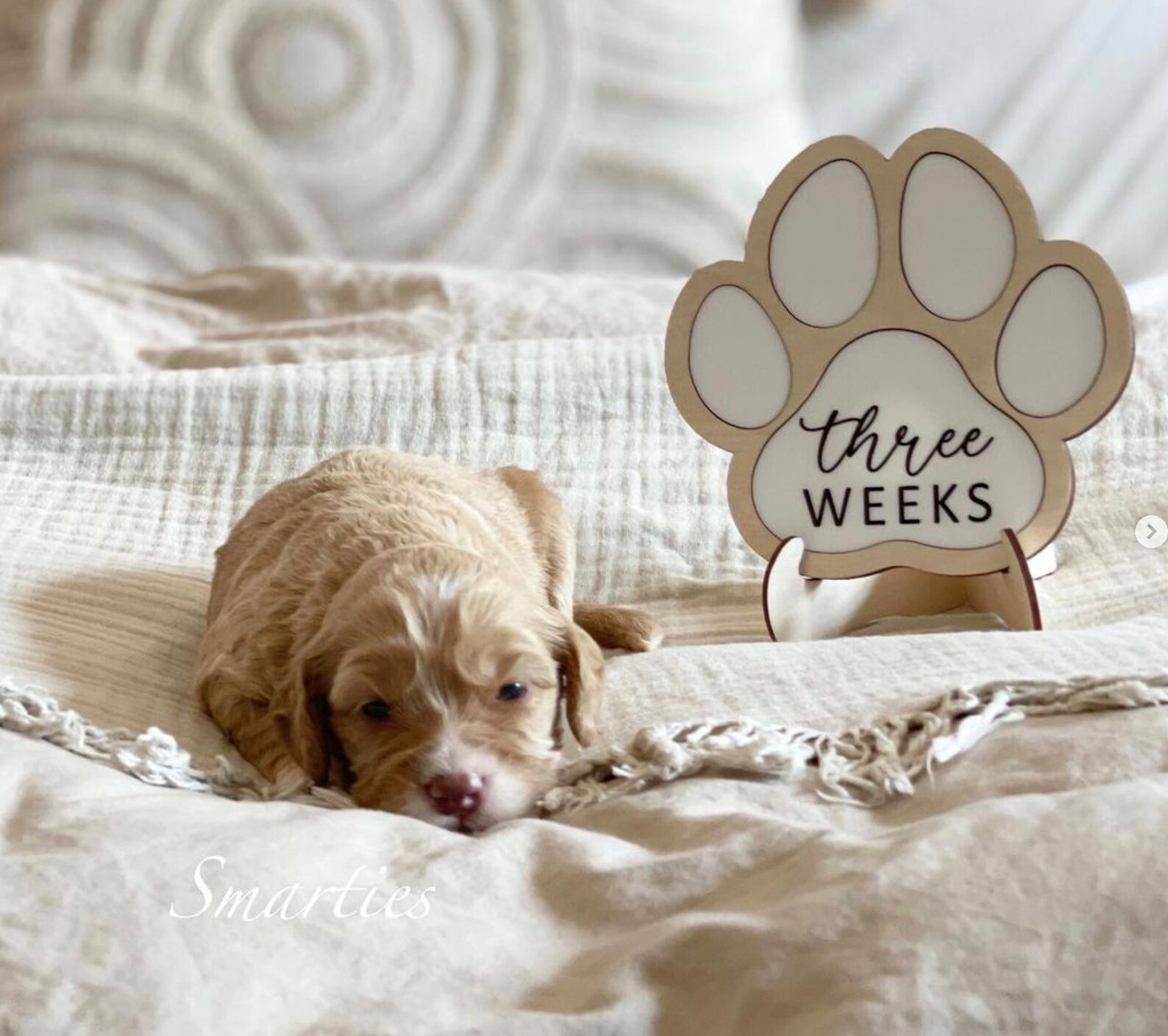 Breeder Puppy Milestone Photo Prop Weekly Puppy Milestones for Breeder ...