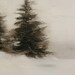Winter Trees Print, Christmas Tree Vintage Landscape Wall Art ...