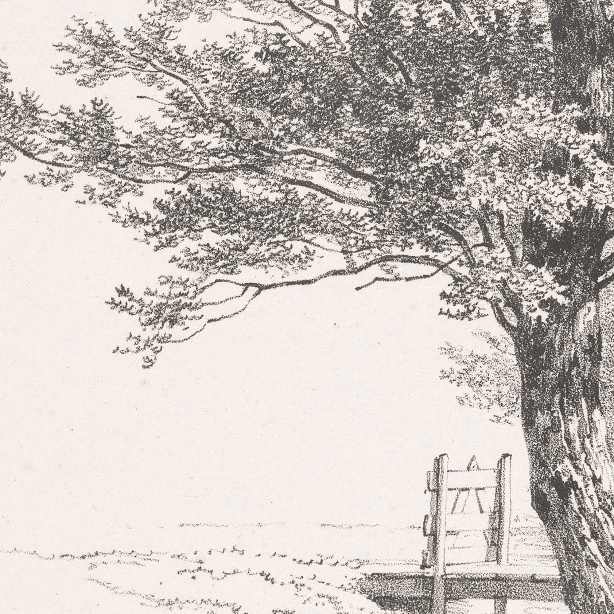 Vintage Tree Sketch, Antique Tree Drawing, French County Farmhouse ...