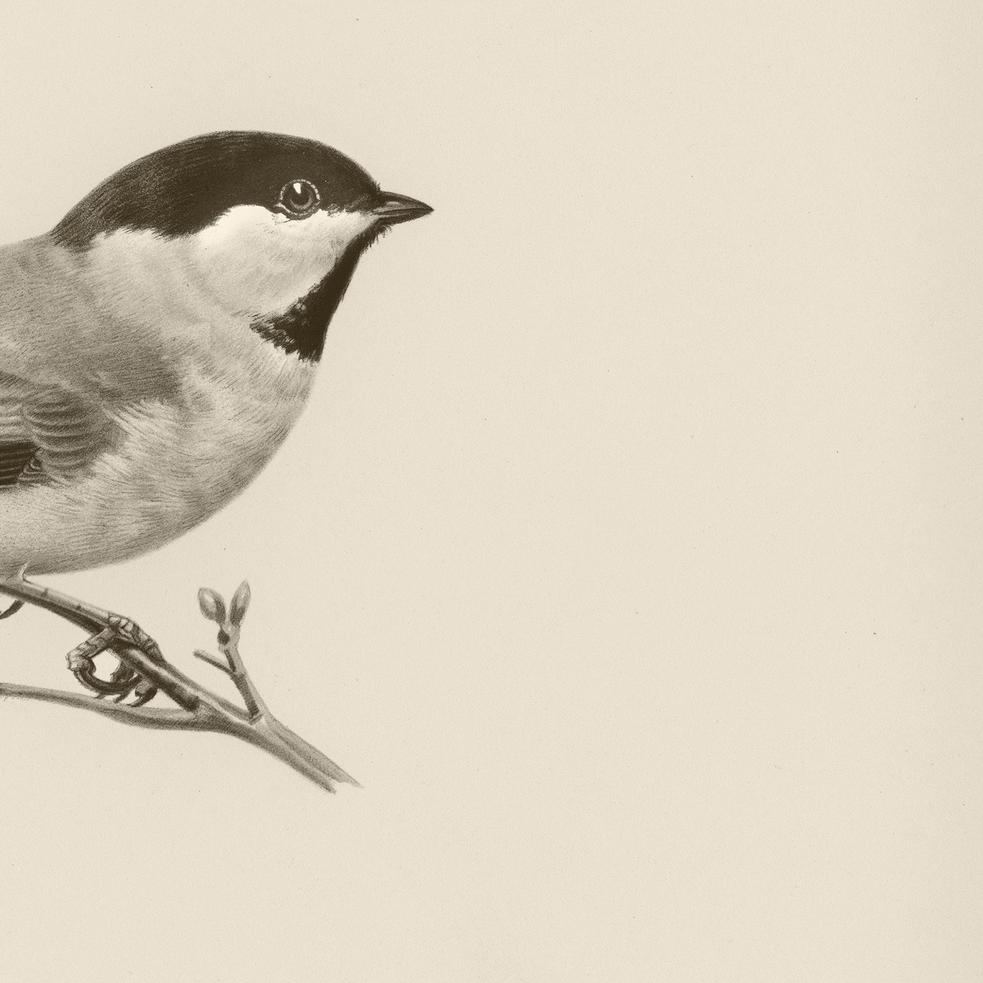 Vintage Bird Sketch Printable Art, French County Farmhouse, Antique ...