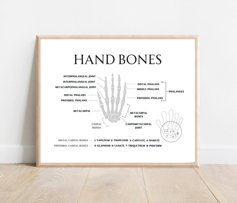 Hand Bone Anatomy Poster Printable, Health Office Art Anatomy Print ...