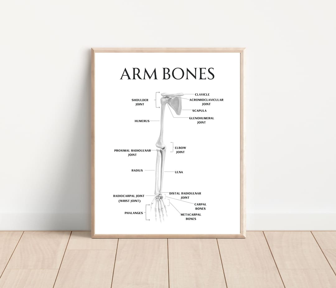 Arm Bone Anatomy Poster Printable Health Office Art Anatomy - Etsy
