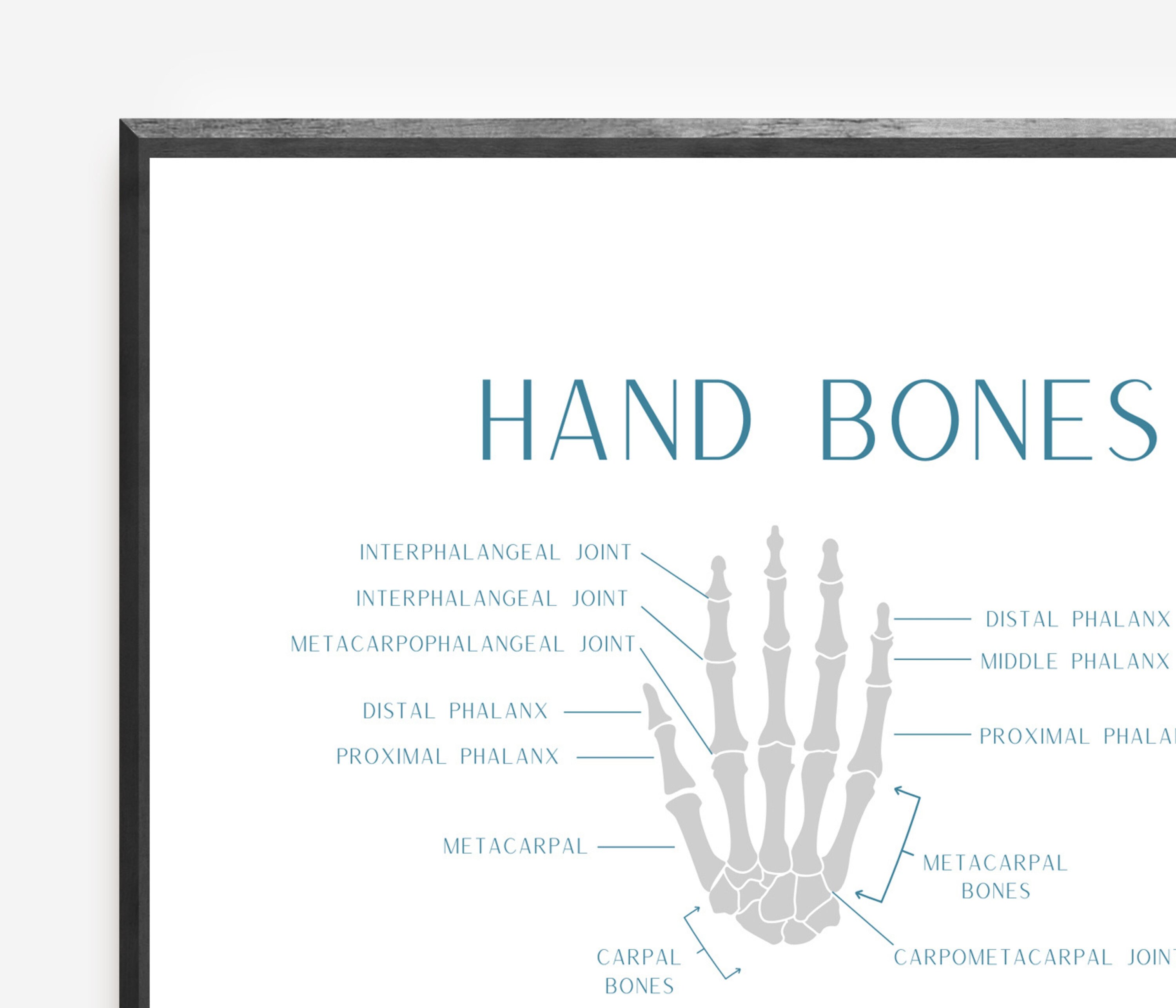 Anatomy Hand Poster Printable, Health Office Art, Anatomy Print, Health ...