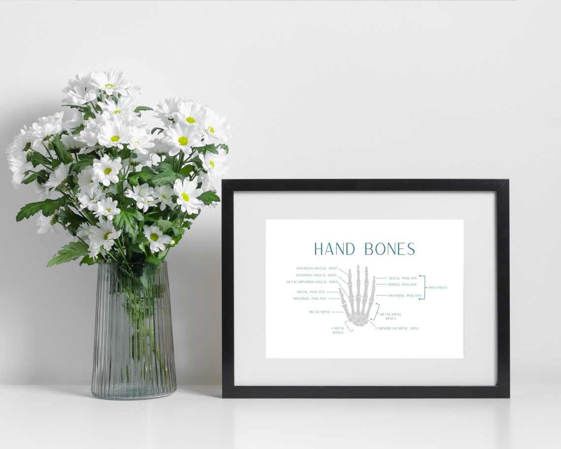 Anatomy Hand Poster, Bone Anatomy Decor, Orthopaedic Surgeon Office Art ...
