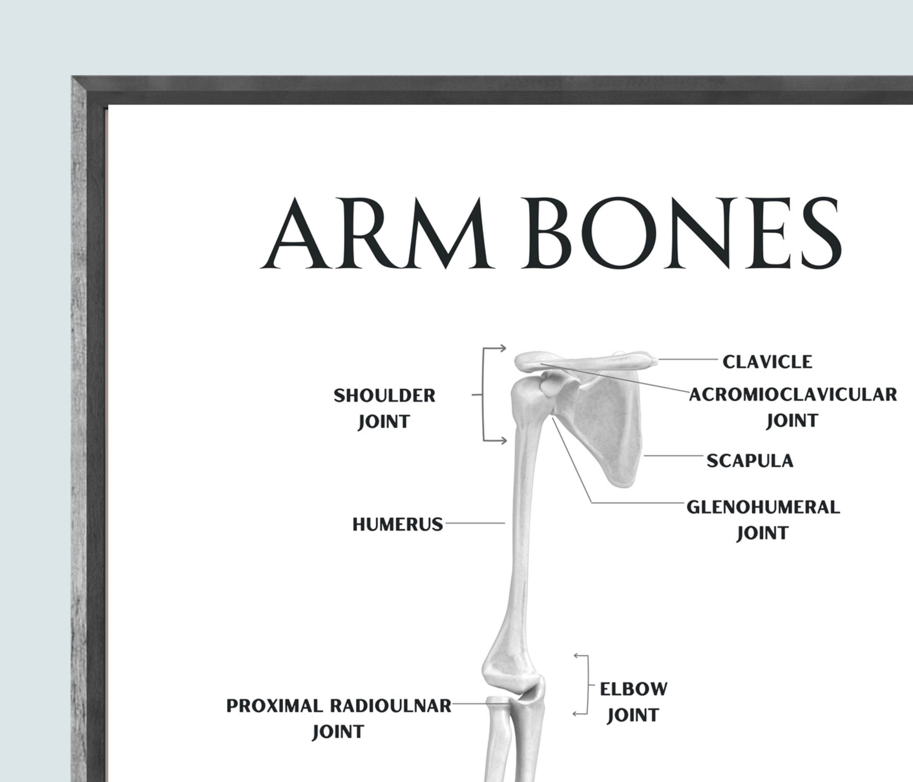 Arm Bone Anatomy Poster Printable Health Office Art Anatomy - Etsy