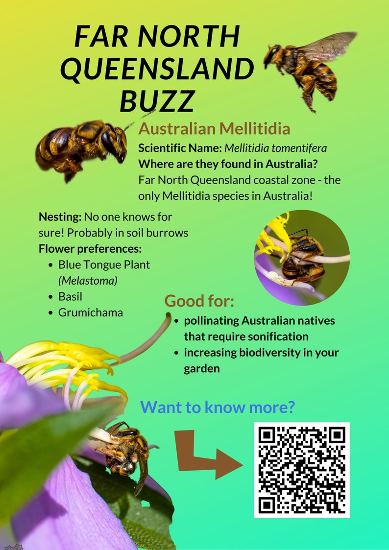 Native Bee Information Posters Education Australia - Etsy