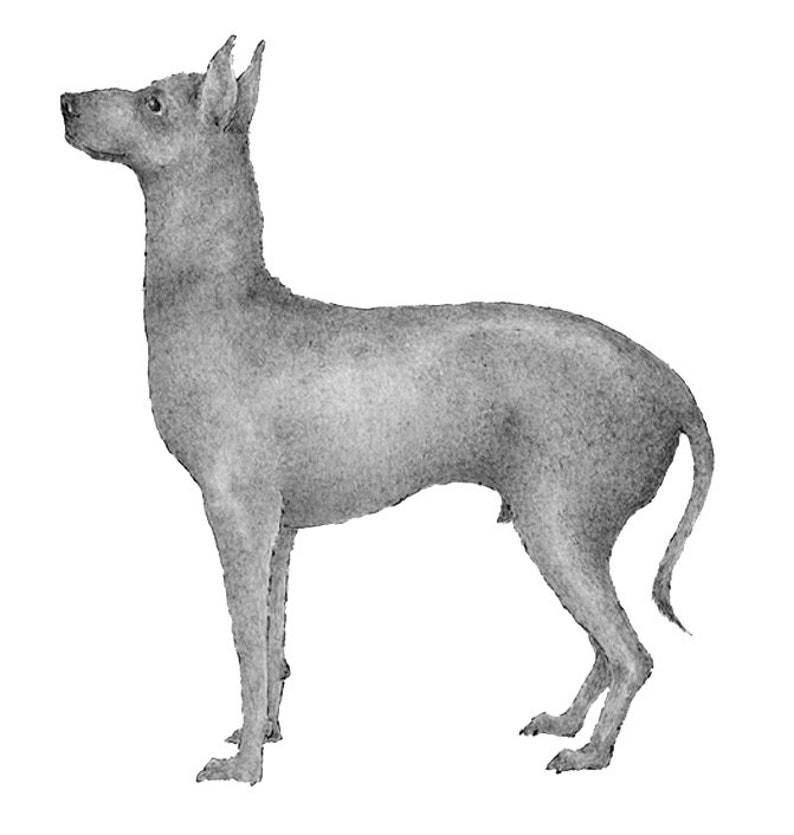 Xoloitzcuintli, Original Penline Drawing From the Abds of Dogs by ...