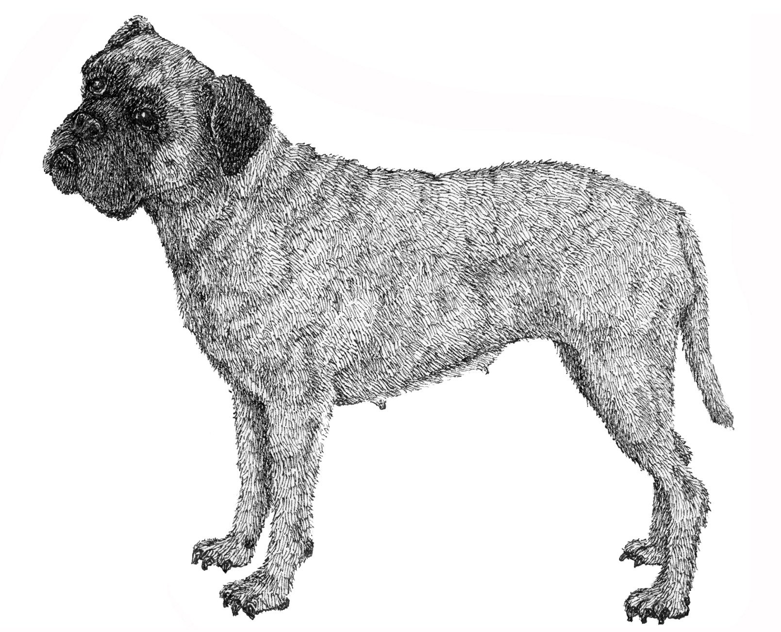Mastiff, Original Pen & Ink Drawing From the Abds of Dogs by Charlotte ...