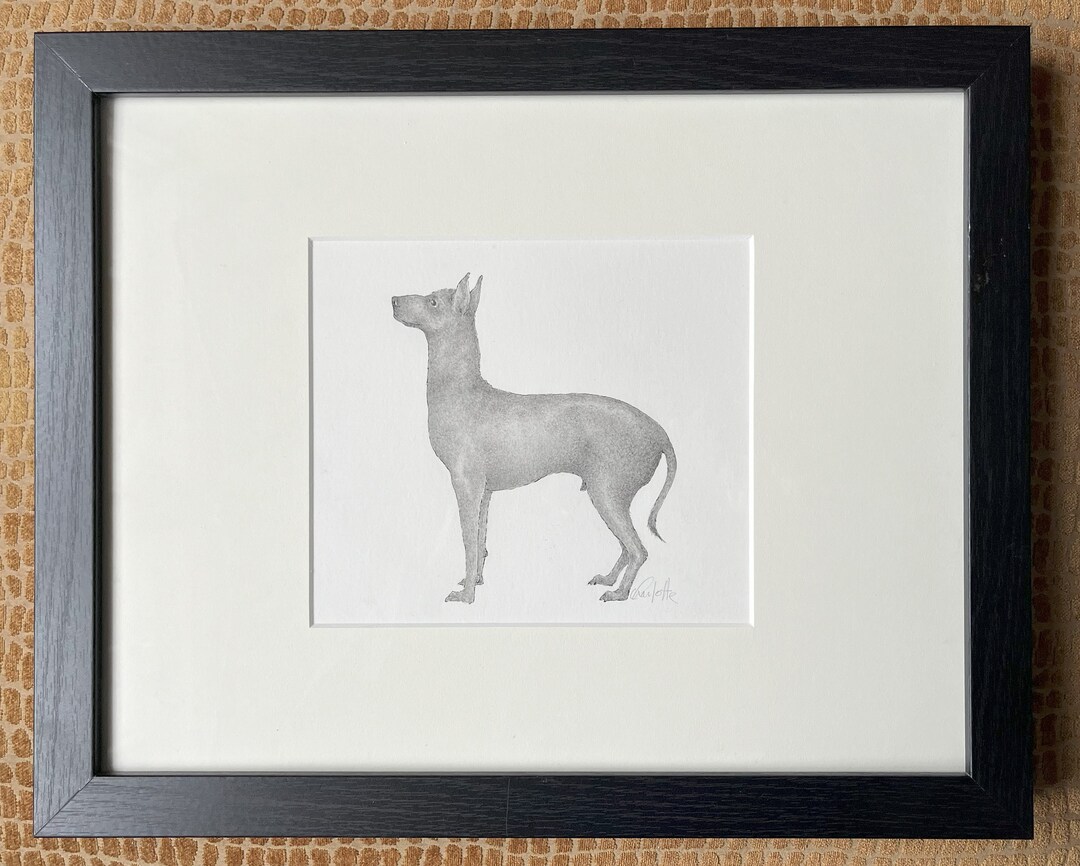 Xoloitzcuintli, Original Penline Drawing From the Abds of Dogs by ...