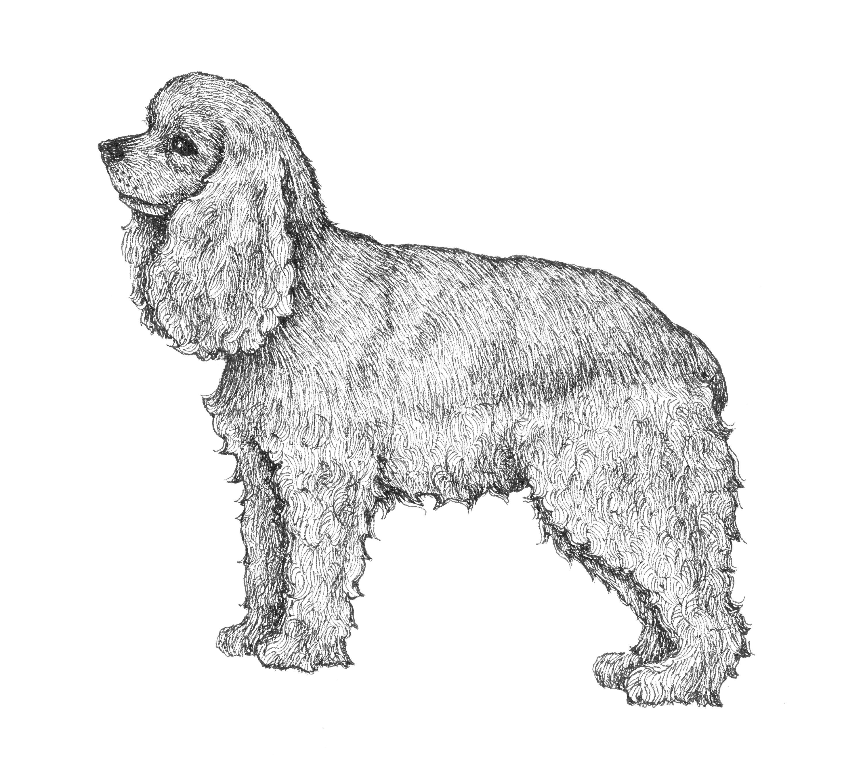 Cocker Spaniel Original Pen & Ink Drawing by Charlotte B. - Etsy