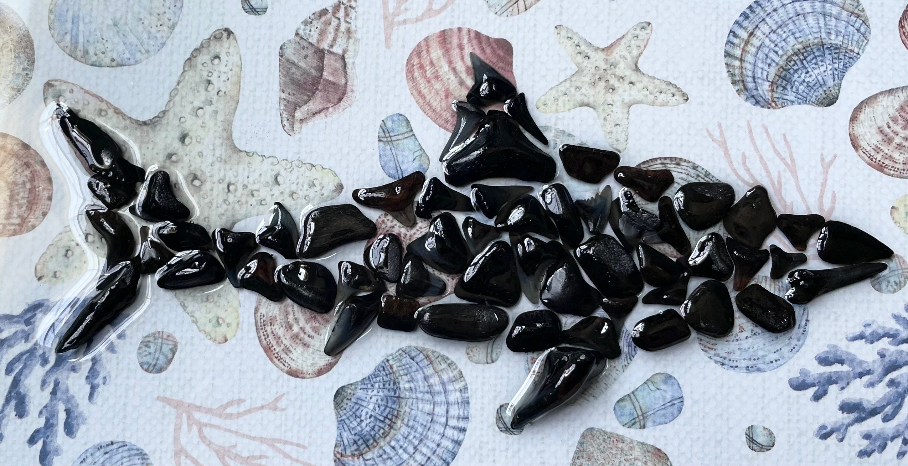 Shark Tooth Shark- Real Shark Teeth - Etsy