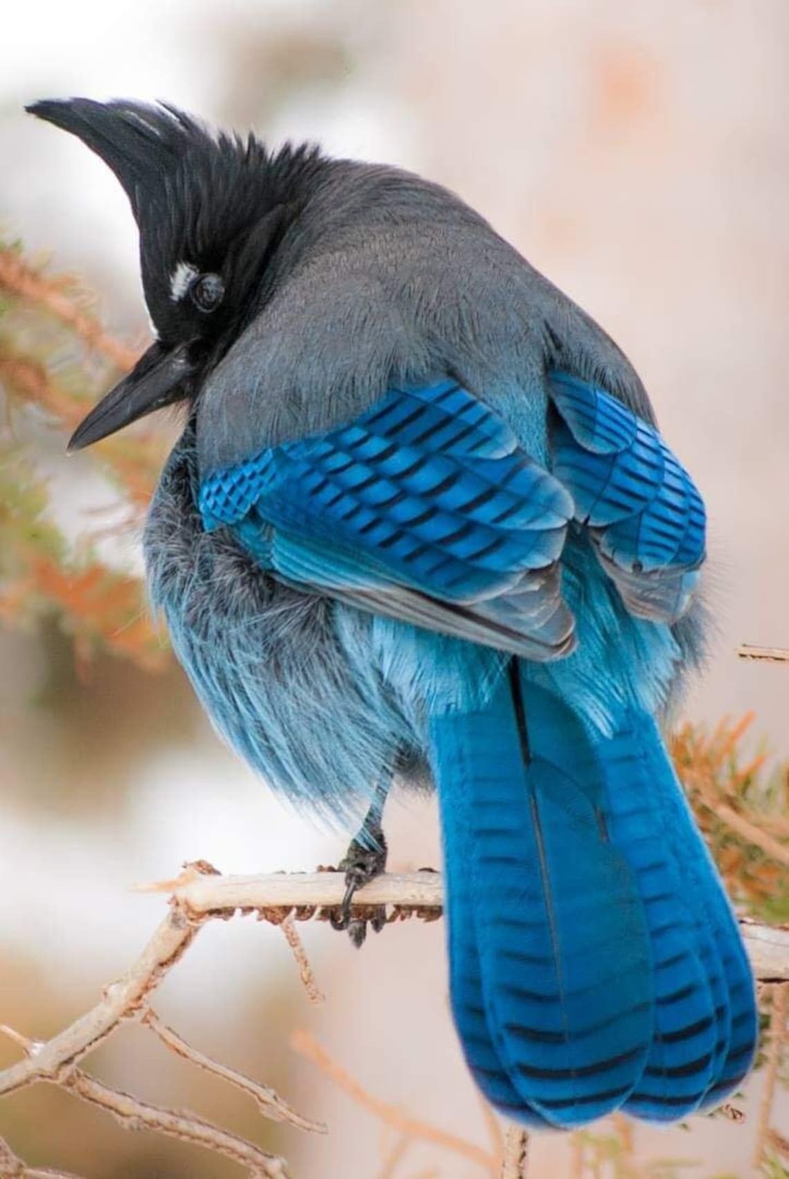 Steller's Jay Print - Etsy