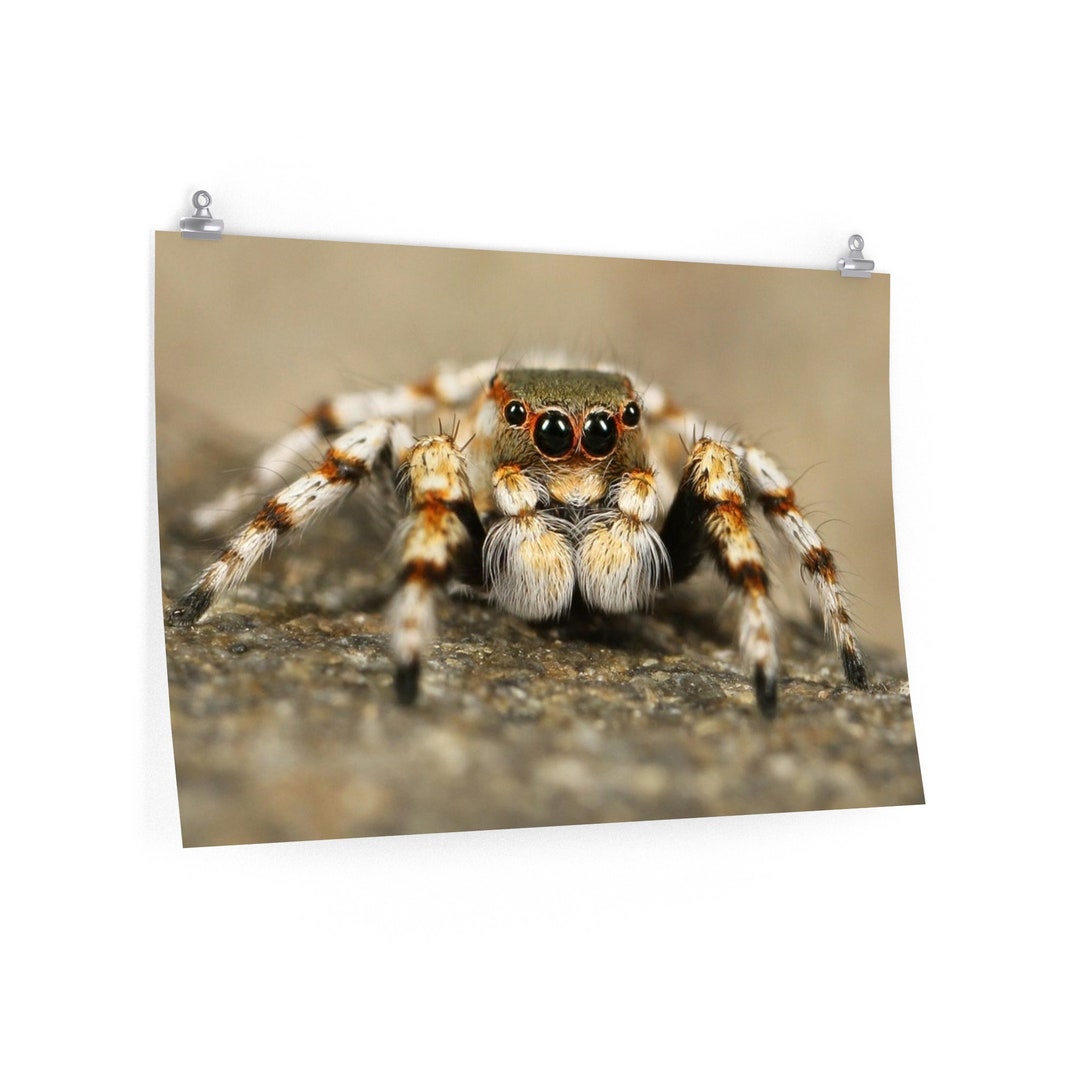 Jumping Spider Poster Premium Matte Horizontal Posters - Etsy