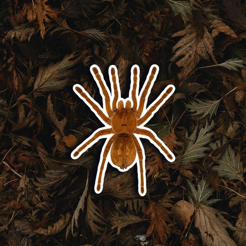 Goliath Birdeater Tarantula Sticker – Theraphosa Blondi Spider Sticker ...