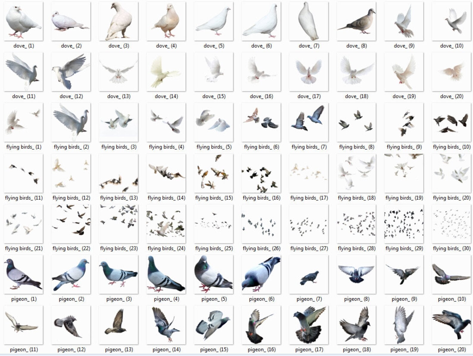Birds PNG Photoshop Overlays - Etsy
