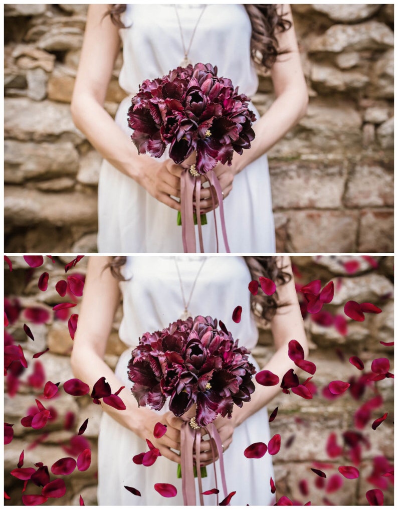 Red Rose Petals PNG Photoshop Overlays - Etsy