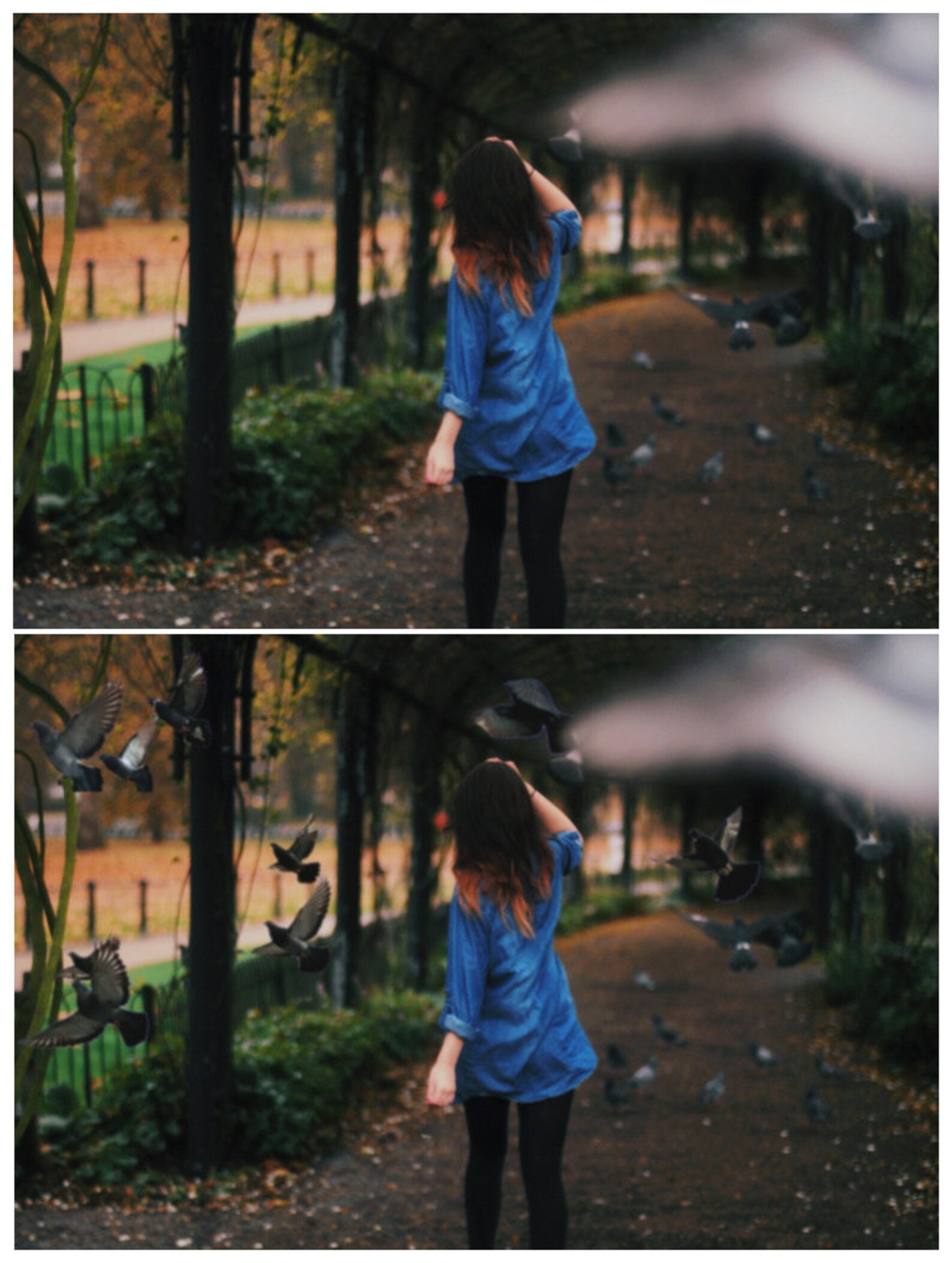 Birds PNG Photoshop Overlays - Etsy