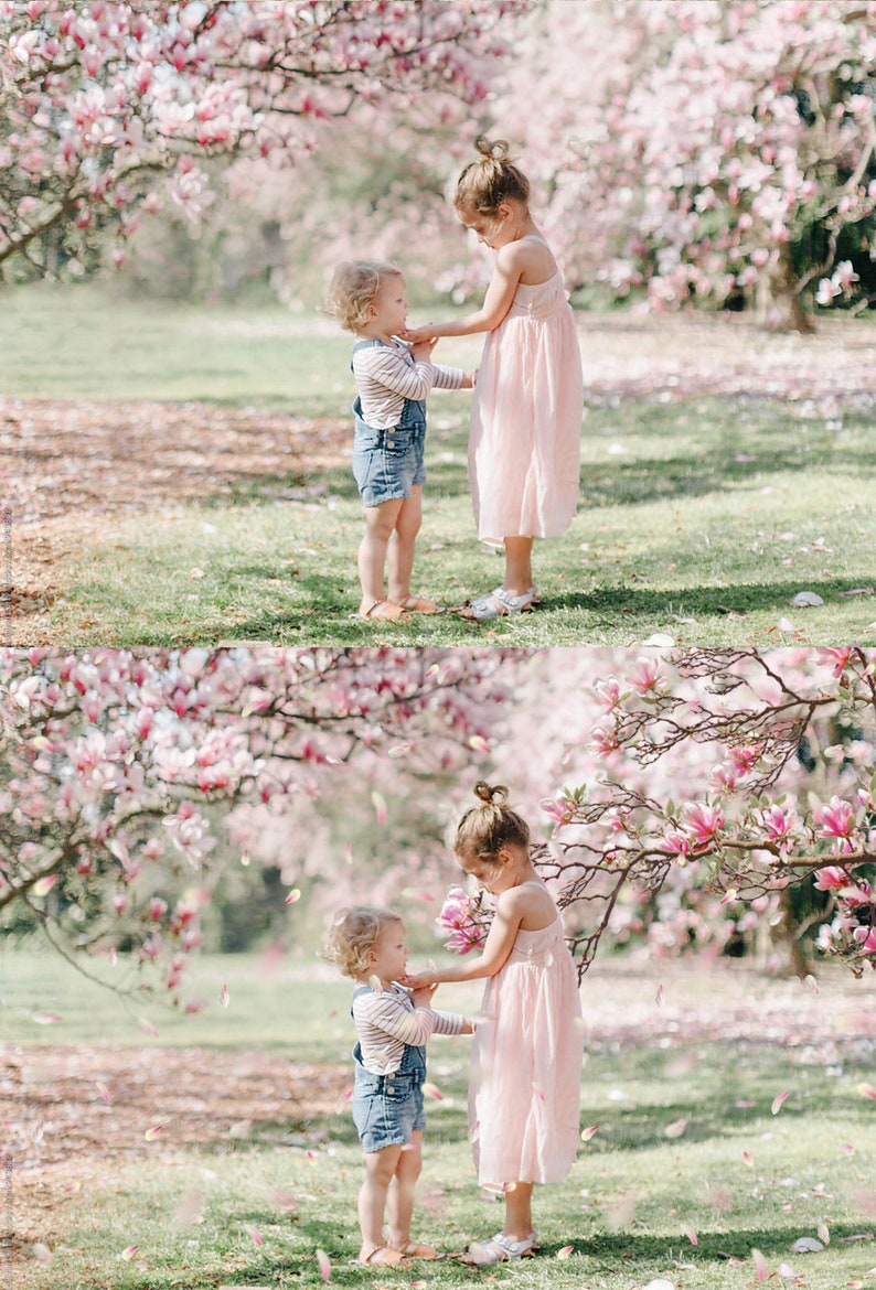 Magnolia PNG Photoshop Overlays - Etsy