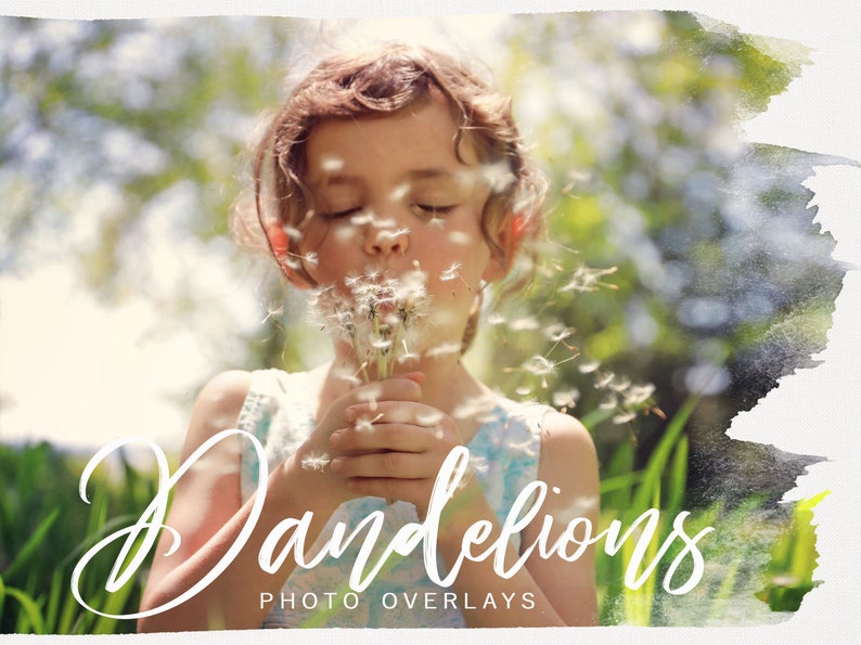 Superposiciones de Photoshop PNG Dandelion - Etsy México