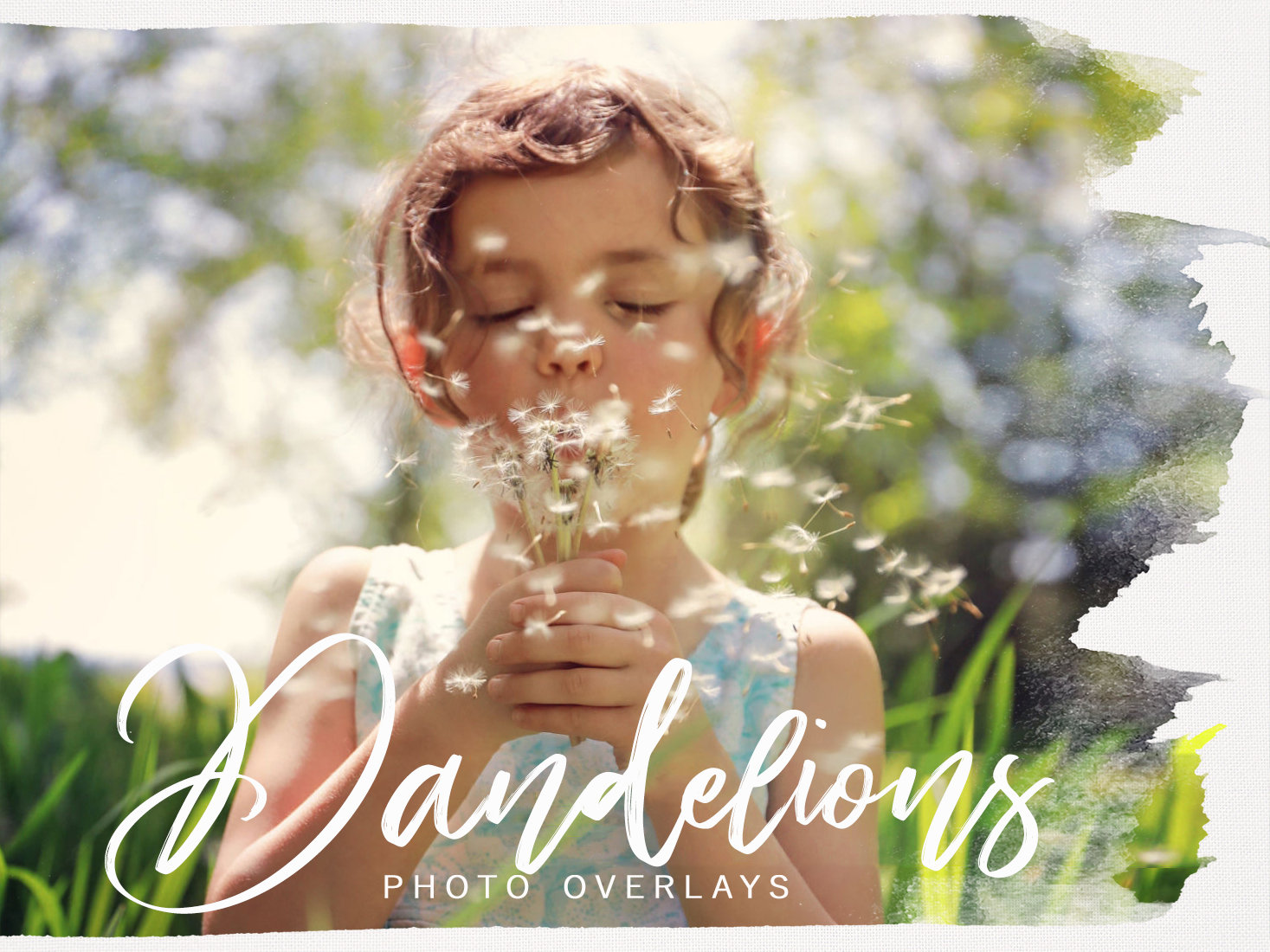Dandelion PNG Photoshop Overlays - Etsy