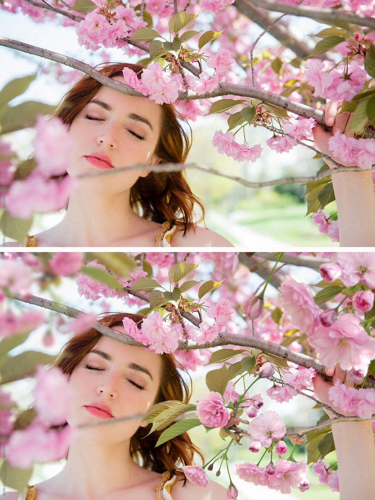 Cherry Blossom PNG Photoshop Overlays - Etsy