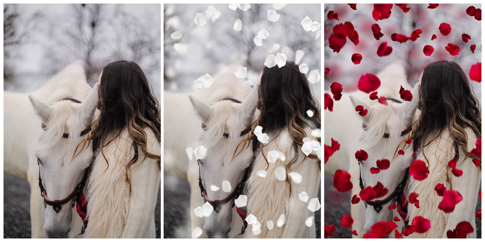 Red Rose Petals PNG Photoshop Overlays - Etsy