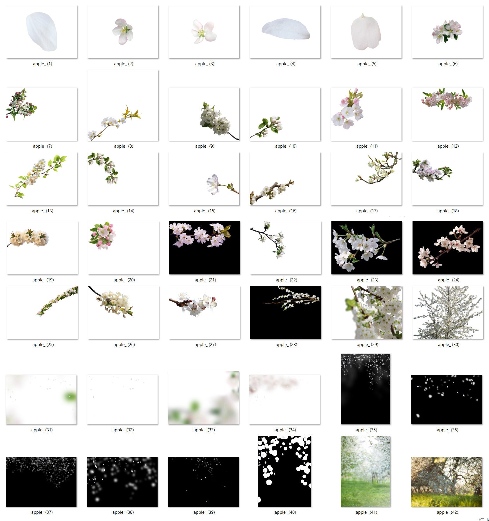 Apple Tree Blossom PNG Photoshop Overlays - Etsy