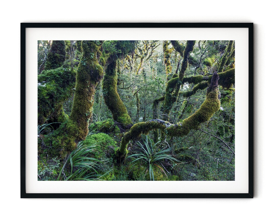 Green Forest Print, Rainforest Art Print, New Zealand Photo, Calming ...
