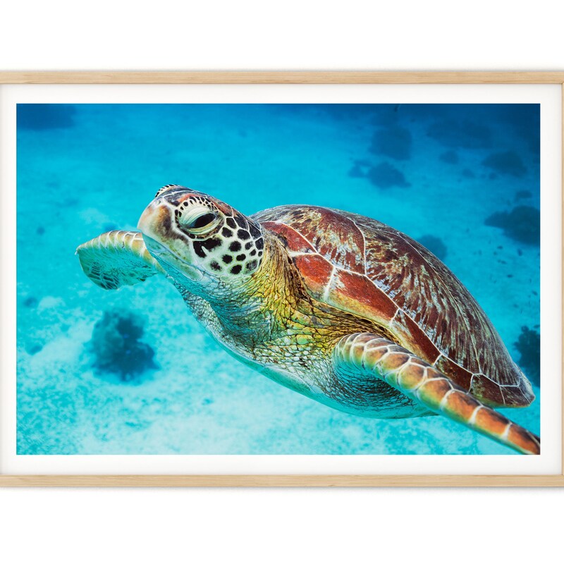 Turtle Picture Frame - Etsy