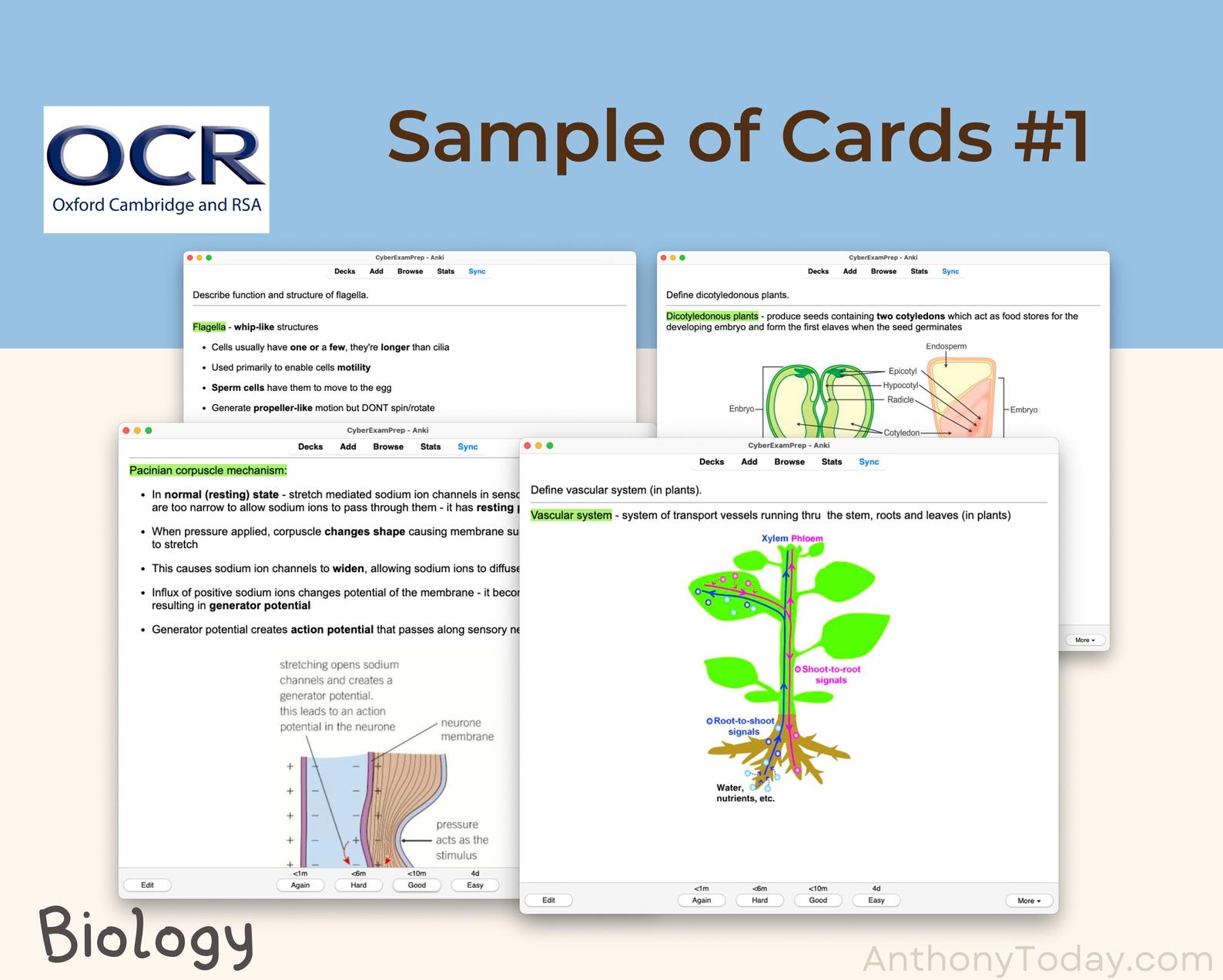 A Level Biology OCR Anki Flashcards: Official Exam Questions Study ...