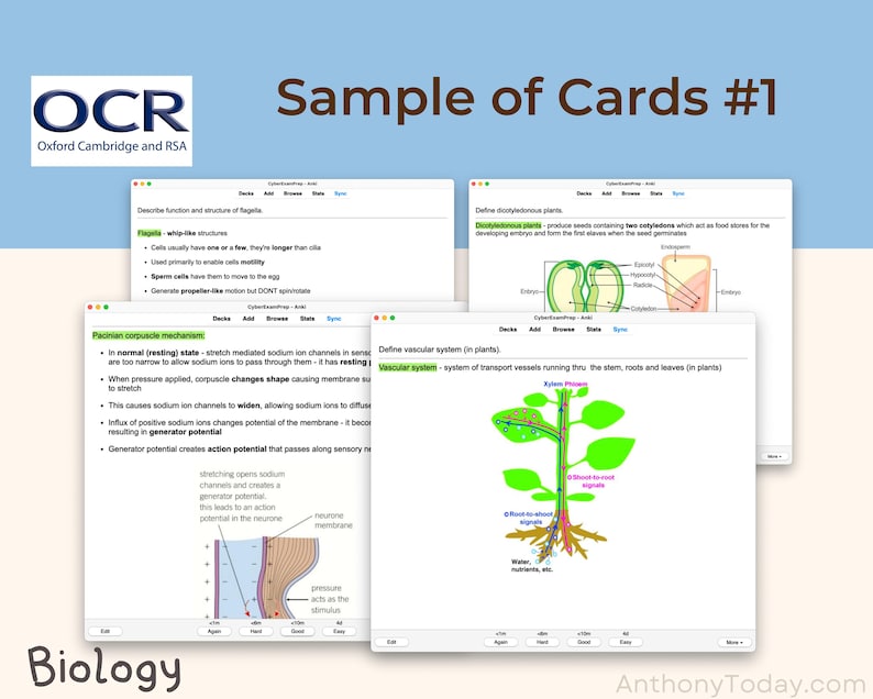 A Level Biology OCR Anki Flashcards | Comprehensive Exam Prep | Master ...