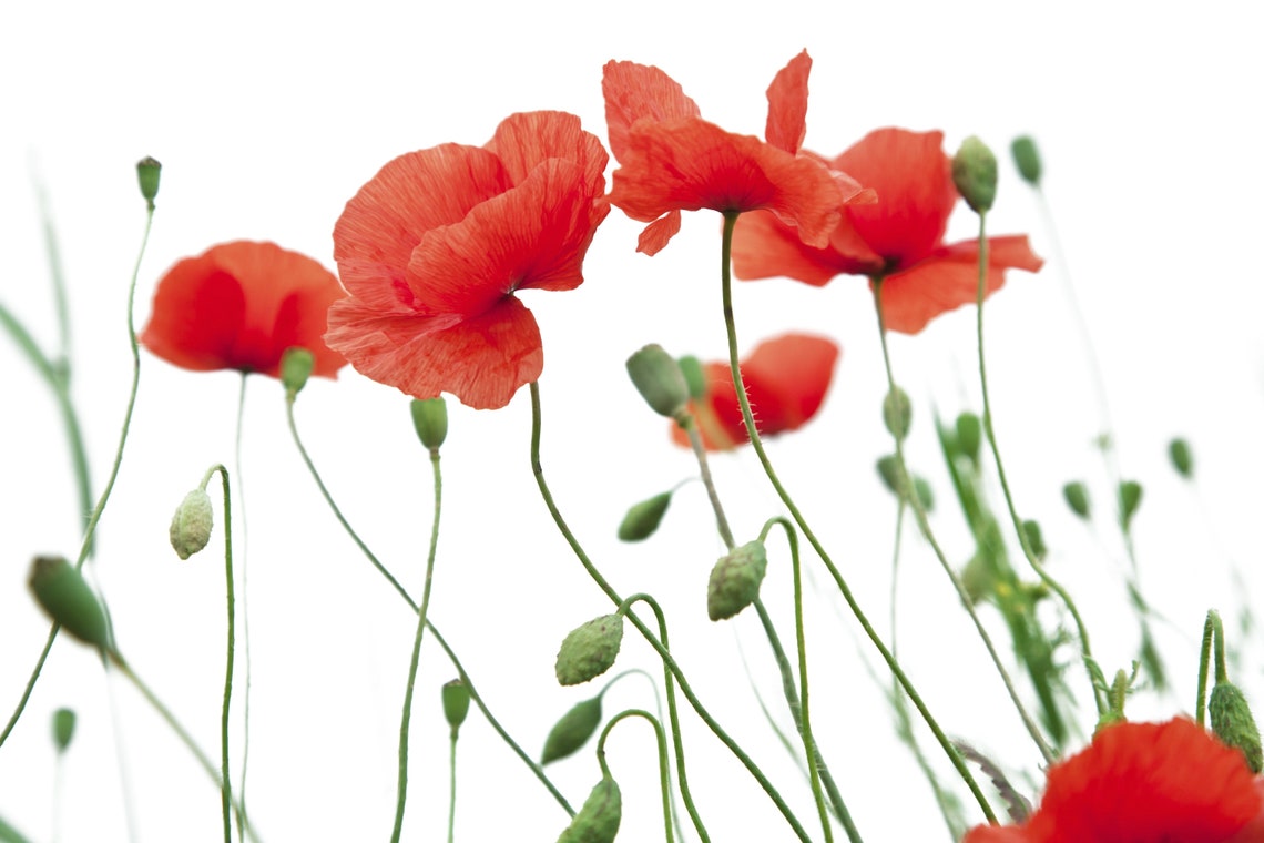 Poppy Flowers on White Background, Floral Canvas Artwork, Digital ...