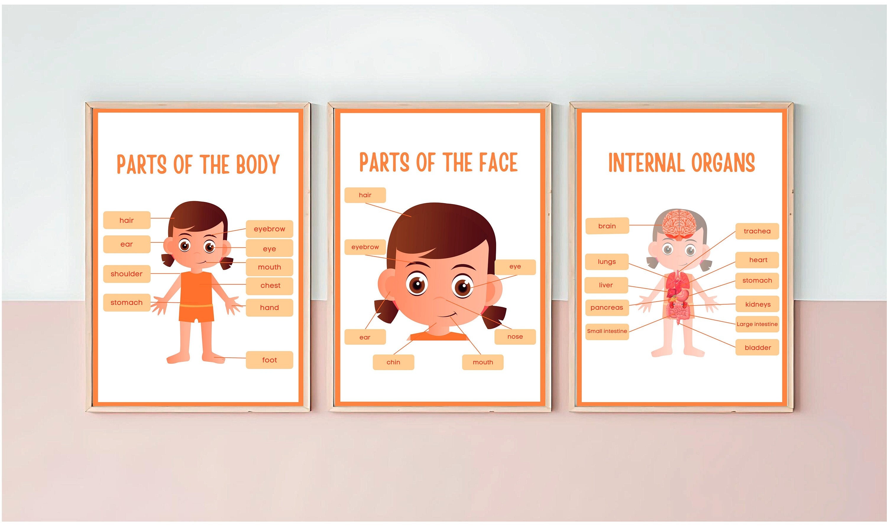 Human Anatomy for Kids | Body Parts | Human Organs Worksheets | Body ...