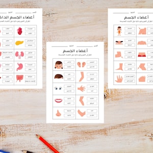 Arabic Human Anatomy for Kids | Body Parts in Arabic | Organs in Arabic ...
