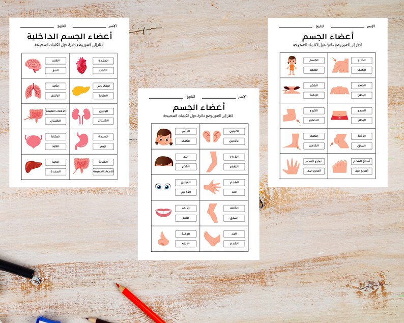 Arabic Human Anatomy for Kids | Body Parts in Arabic | Organs in Arabic ...